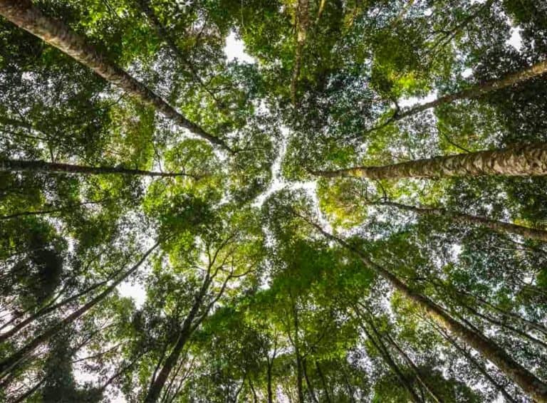 Exploring the Beauty of Bukit Timah Nature Reserve - Singapore GoTo