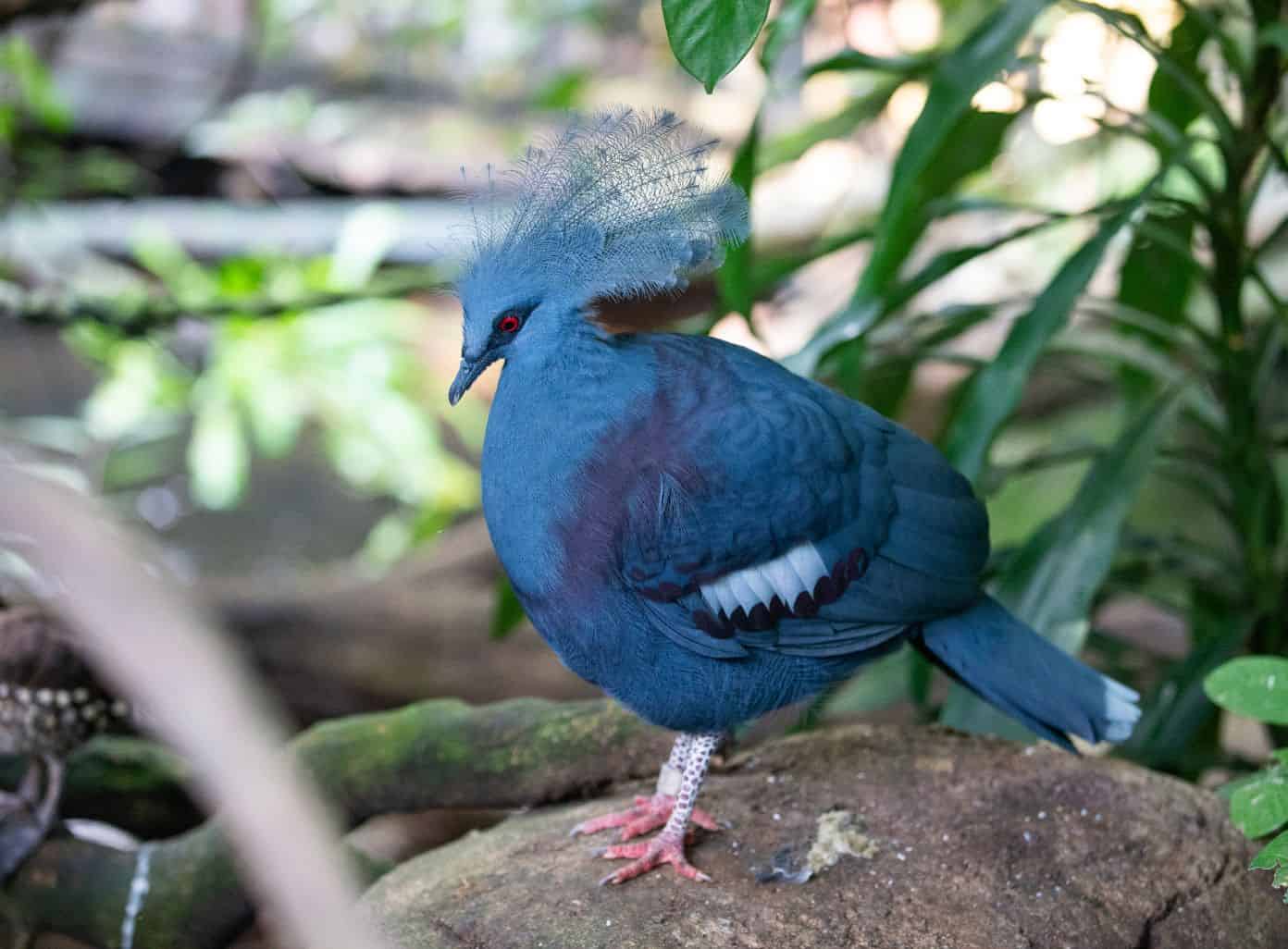 Exploring Bird Paradise at Mandai