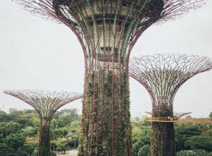 Exploring the Supertree Grove: A Guide to Singapore's Spectacular Urban ...