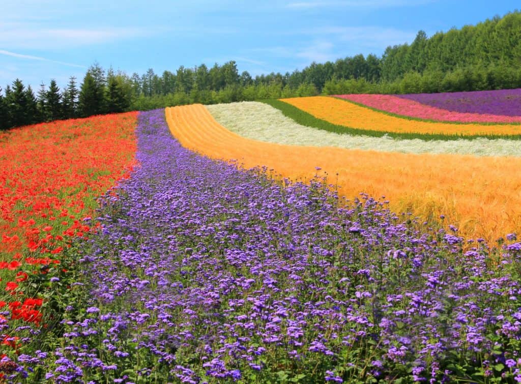 Discovering What to Do in Hokkaido: A Guide for Explorers - Singapore GoTo